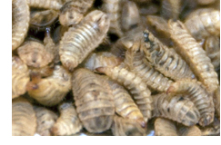 John Schneider Studies High-protein Insect | Certification ...