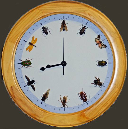 Gerry Wegner Makes a Bug Clock | Certification - Entomological Society ...
